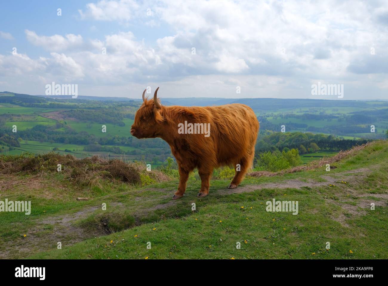 female scottish highland cattle in Derbyshire England Stock Photo - Alamy