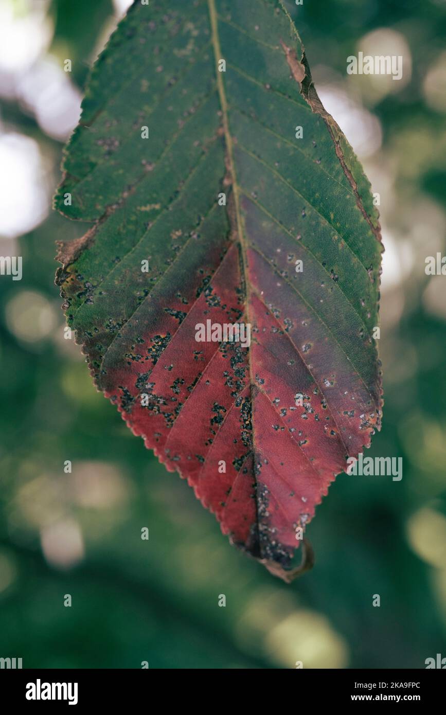 A vertical closeup of a green and red Slippery elm leave on a blurred ...