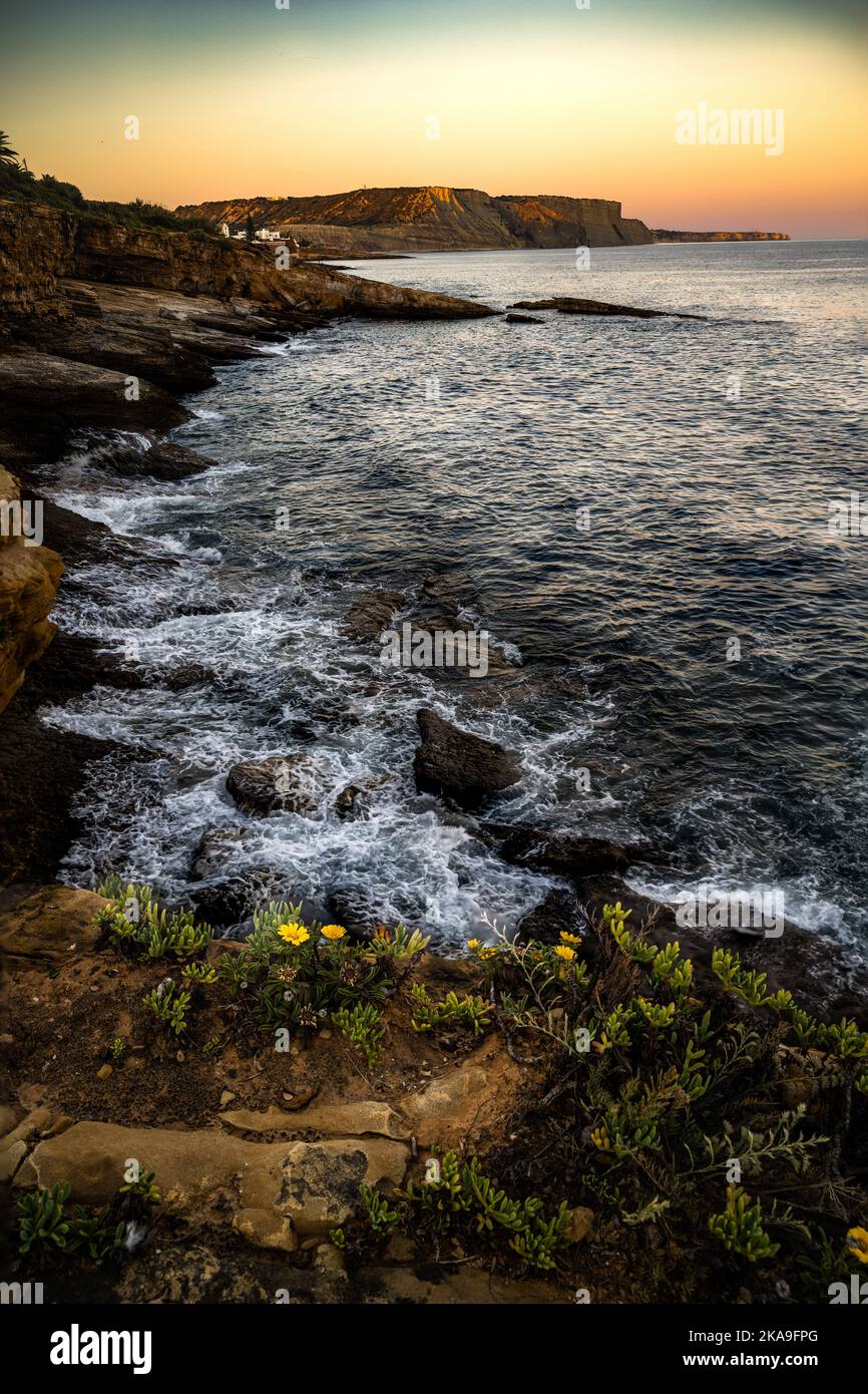 A beautiful landscape view of the wild plants and flowers growing on ...