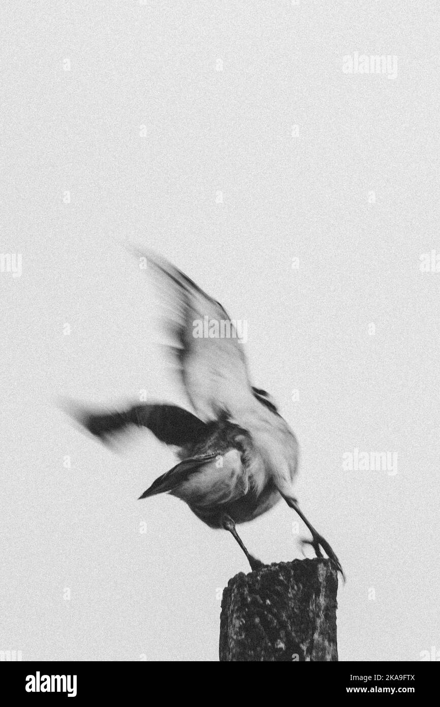 A vertical grayscale closeup of a bird on the top of a wooden surface ...