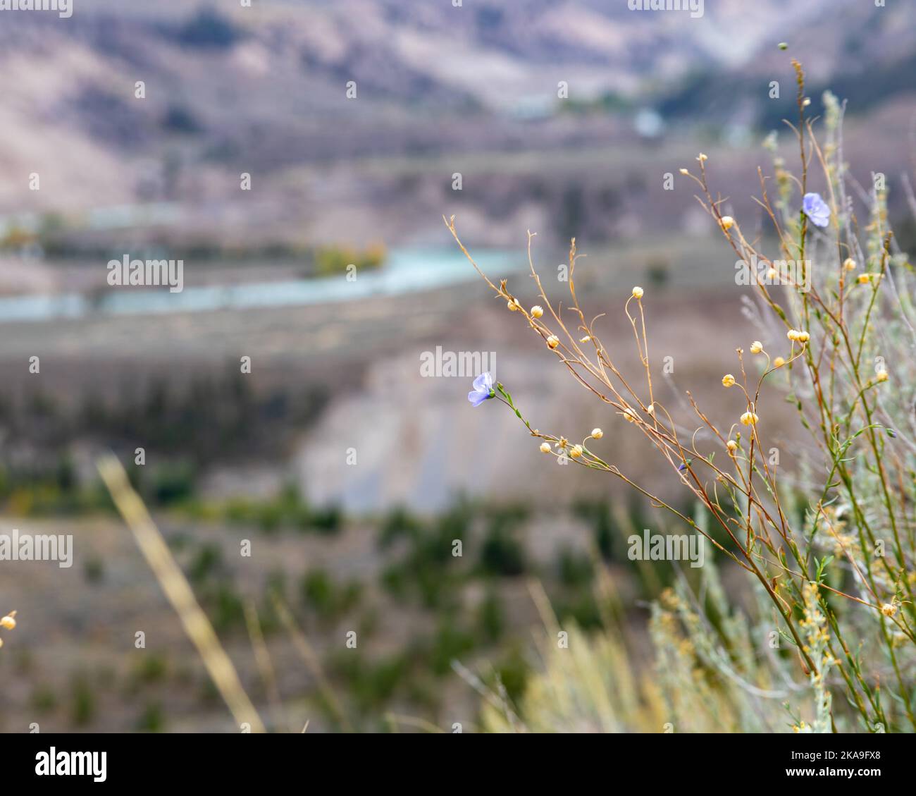 A selective focus shot of field flowers on the blurry background of the ...