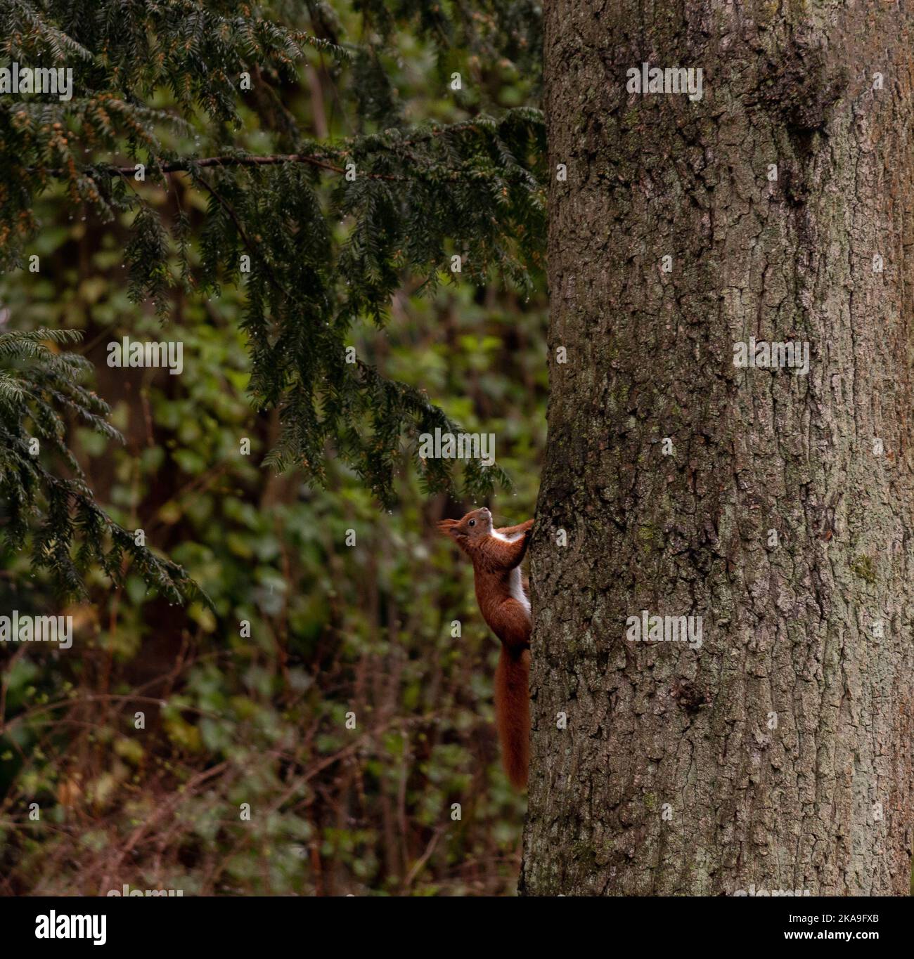 A fluffy small squirrel climbing a tree trunk Stock Photo - Alamy