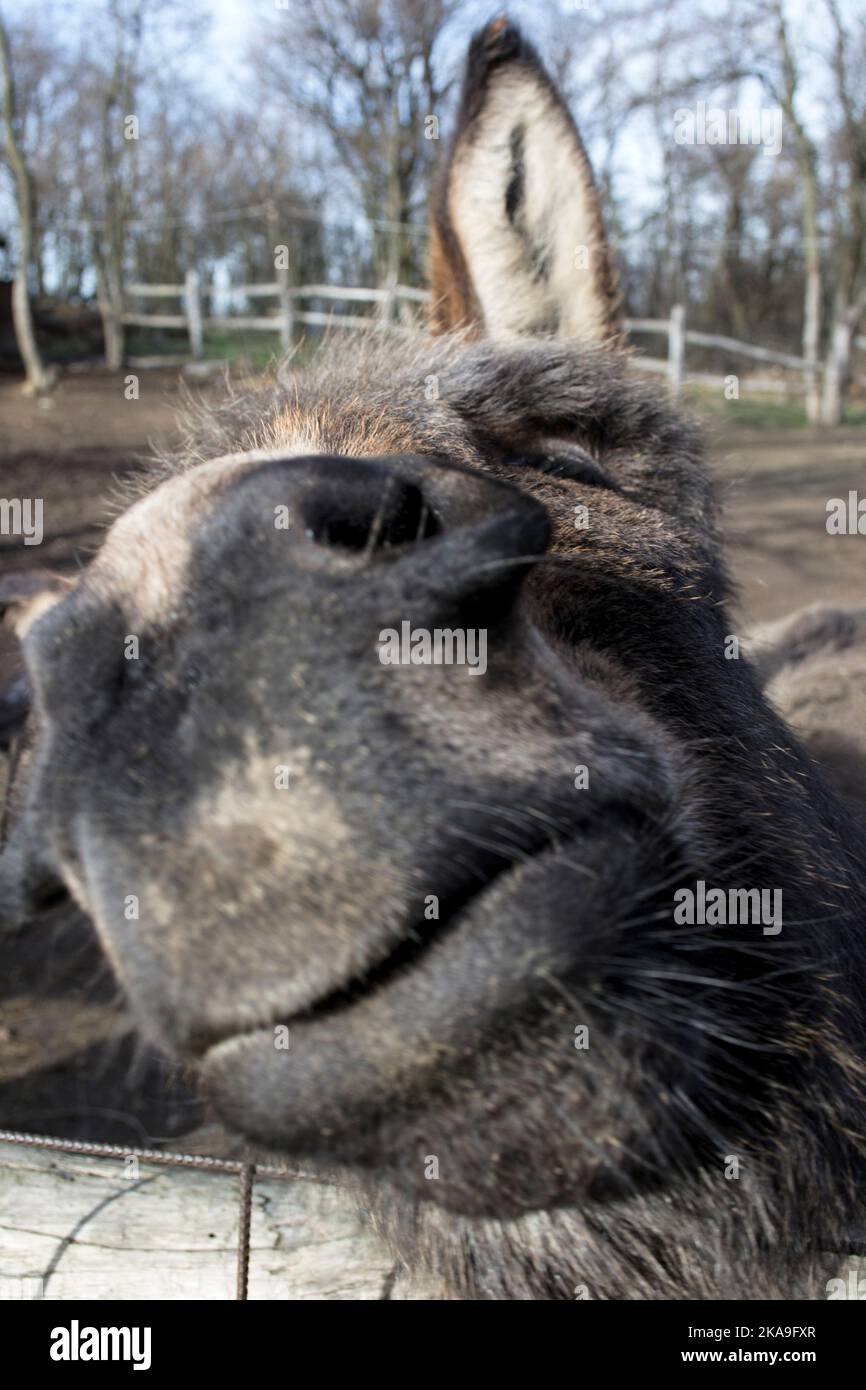 A vertical portrait of a funny donkey Stock Photo - Alamy