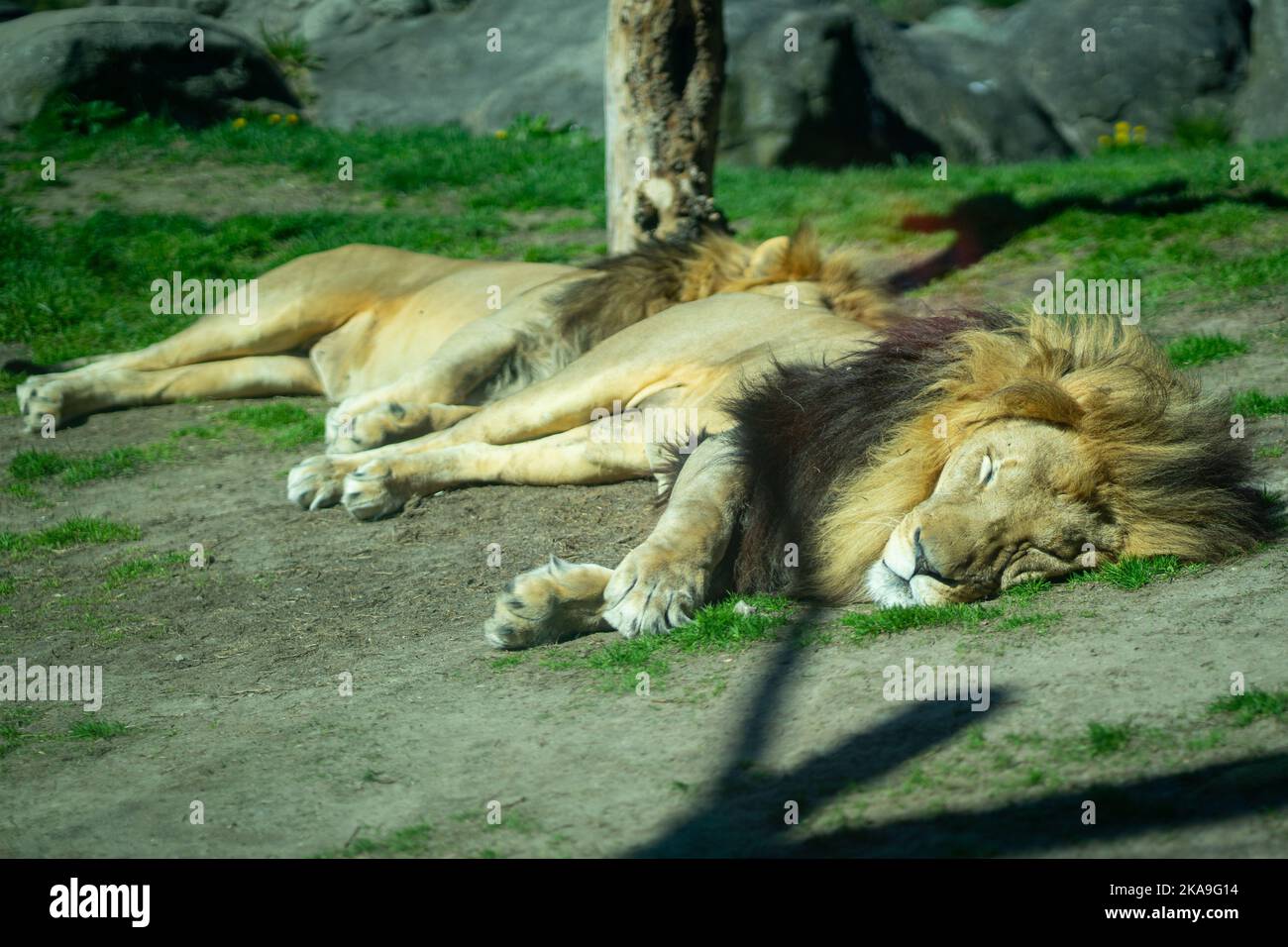 African lions in their habitat at The Franklin Park Zoo in Boston Stock ...