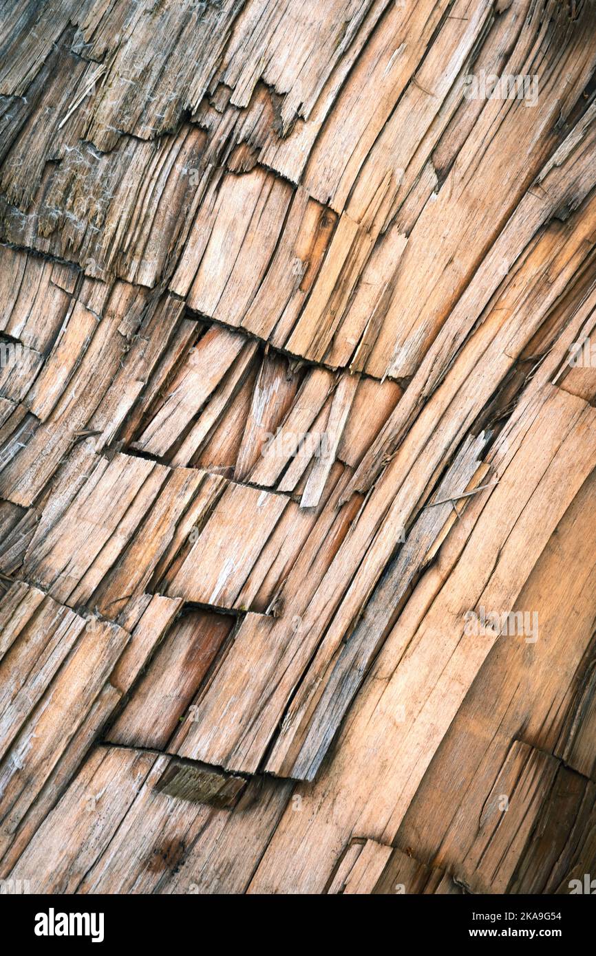 background or texture detail of a wooden trunk splintered Stock Photo ...