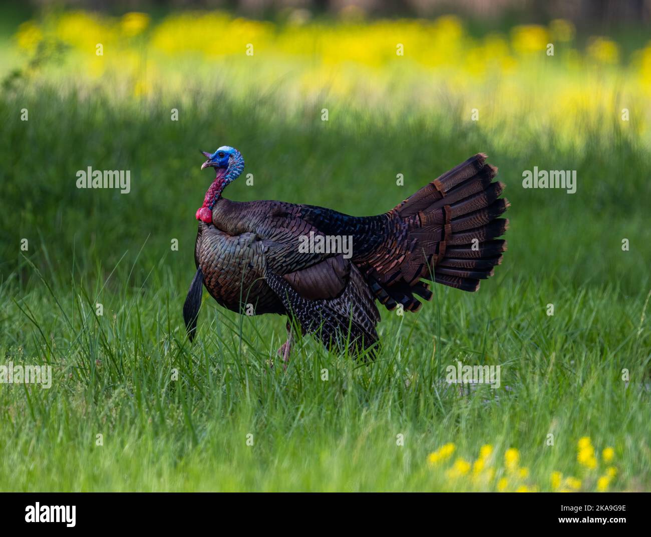 The wild turkey (Meleagris gallopavo) outdoors on the green grass Stock ...