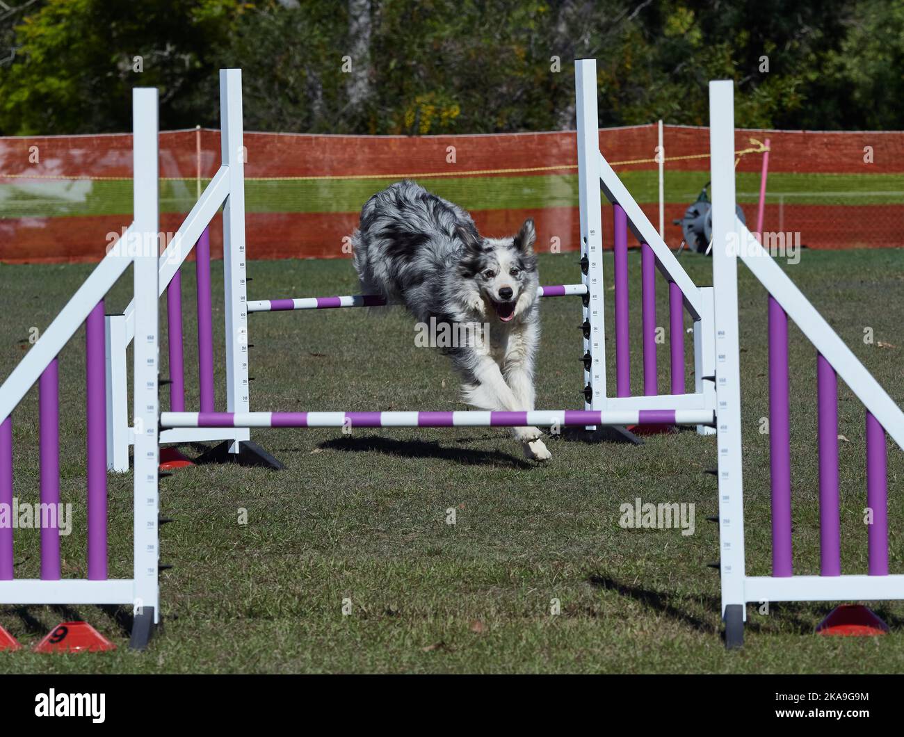 Merle Border Collie sprinting in a trial obstacle course Stock Photo ...