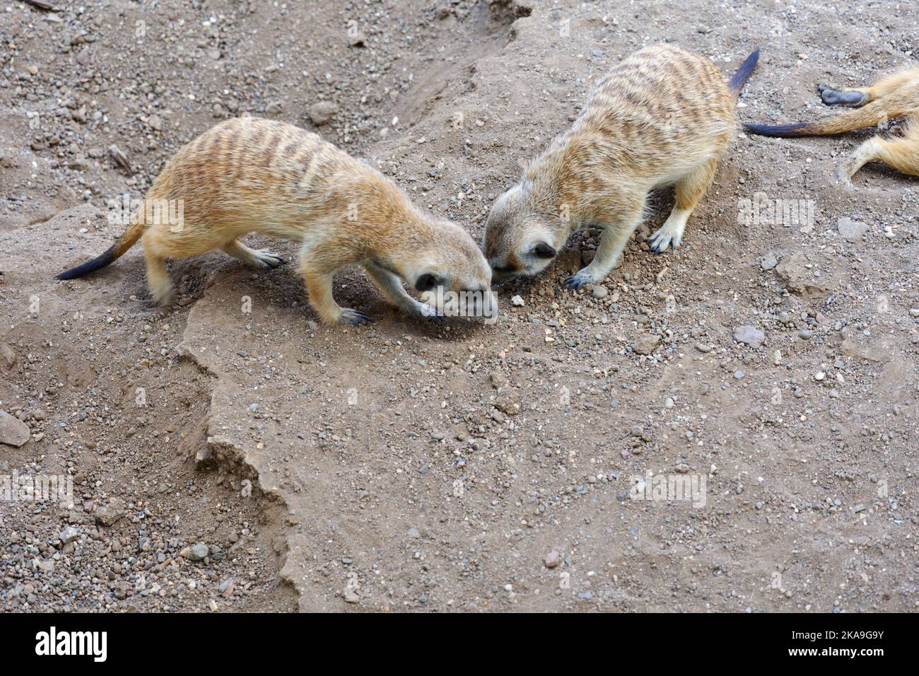 Wild Meerkat animal in nature Stock Photo - Alamy
