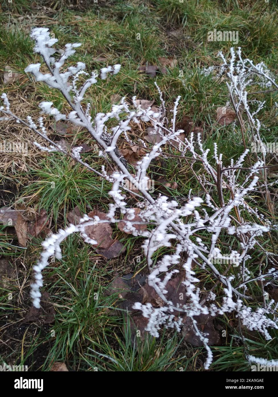 frozen tree branches close-up winter time tree care. icy tree branches ...