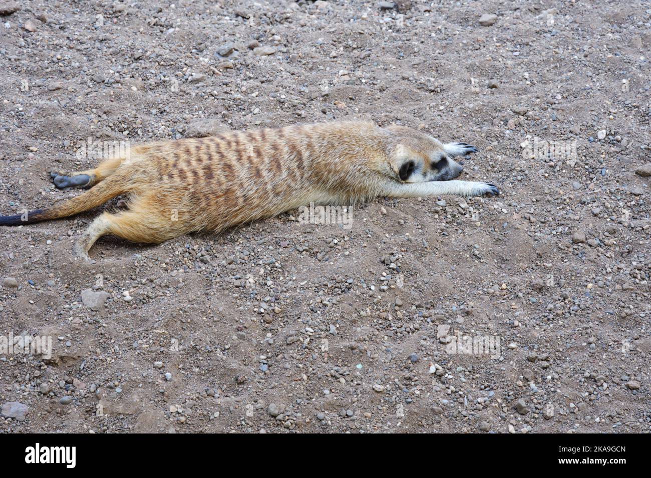 Dog laying in sand hi-res stock photography and images - Alamy