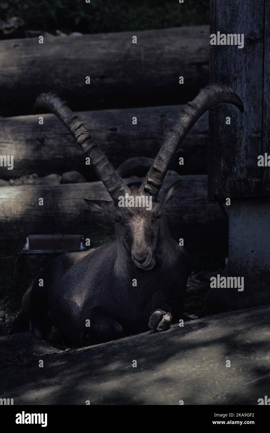 A vertical closeup portrait of a mountain goat with huge horns, lying ...