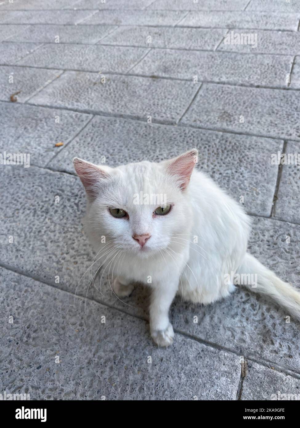 Abandoned homeless white cat in the streets Stock Photo - Alamy