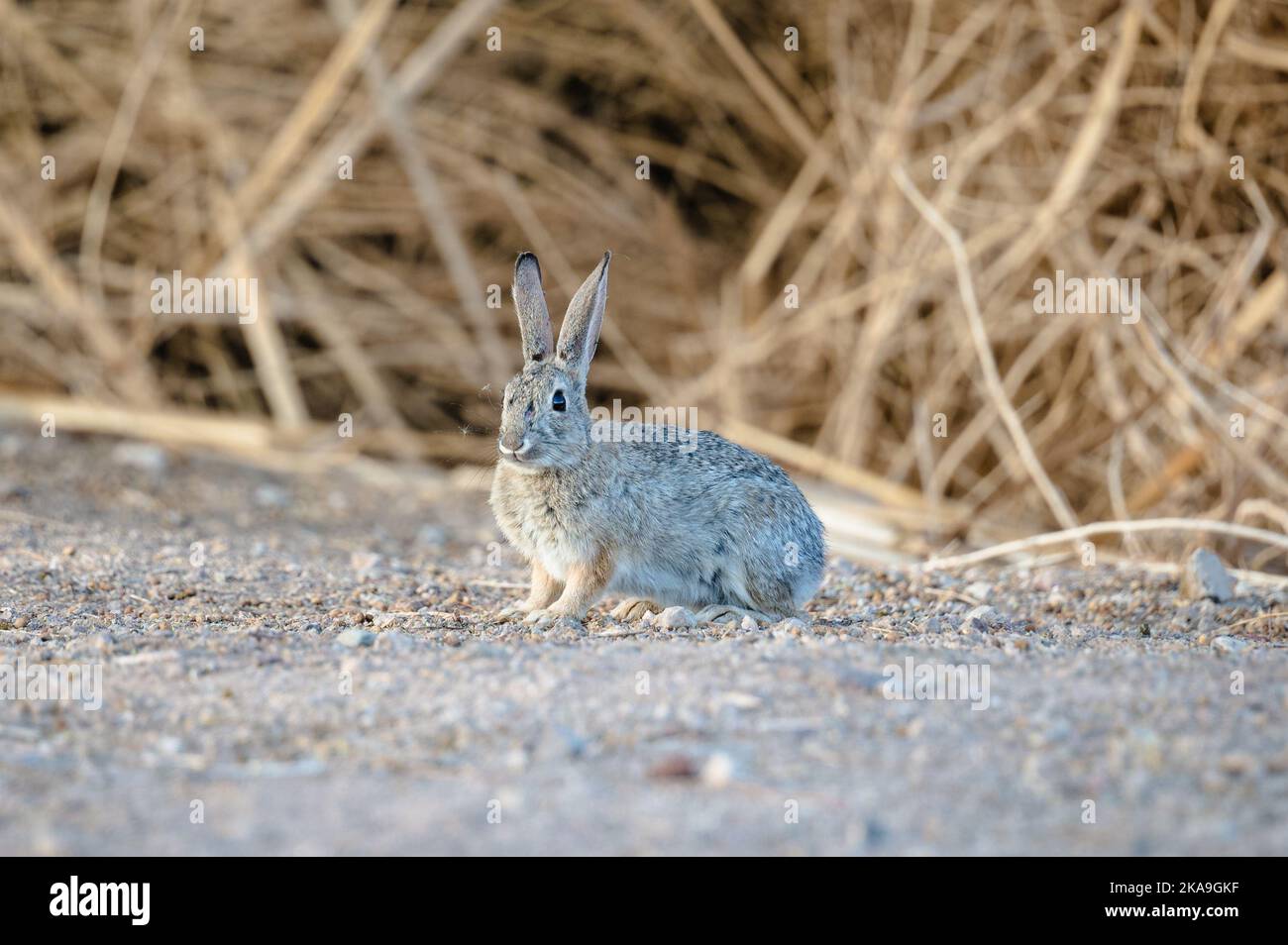 Rabbit in nevada hi-res stock photography and images - Alamy