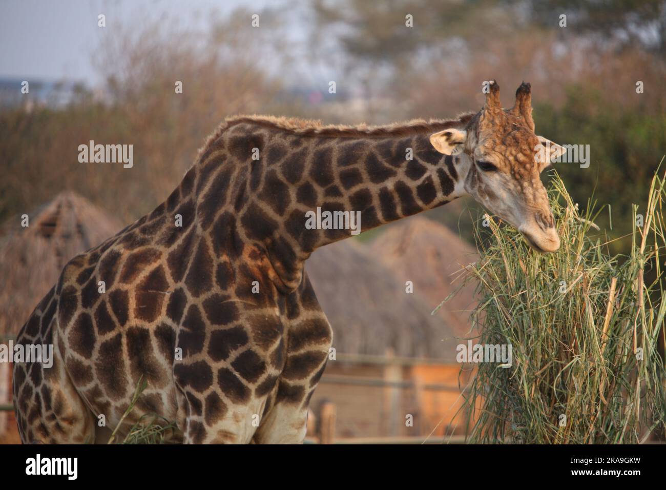 A beautiful giraffe eating dry plants on a field Stock Photo - Alamy