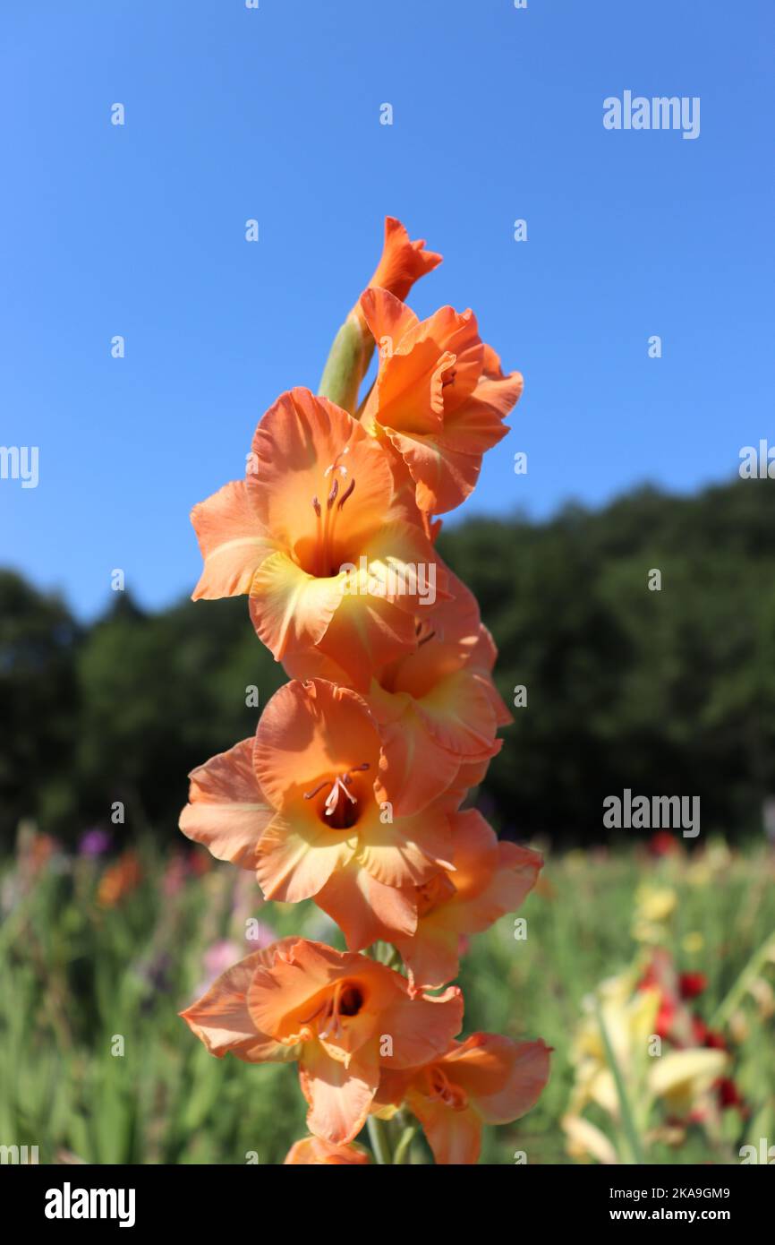 A closeup of a blooming Gladiolus flowers in the field Stock Photo - Alamy