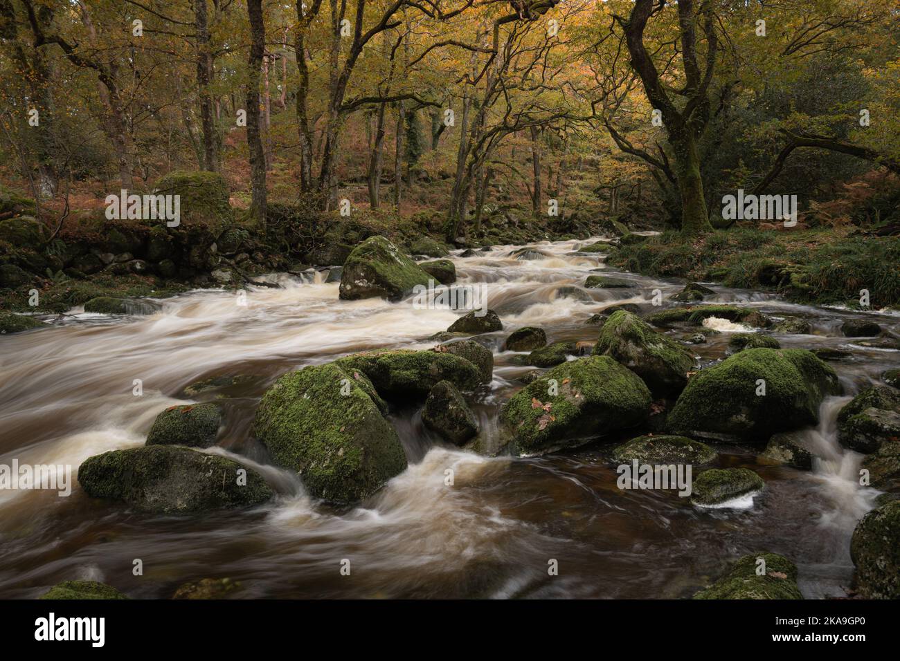 Dewerstone Wood; Dartmoor National Park, Devon, UK. 1st November 2022 ...
