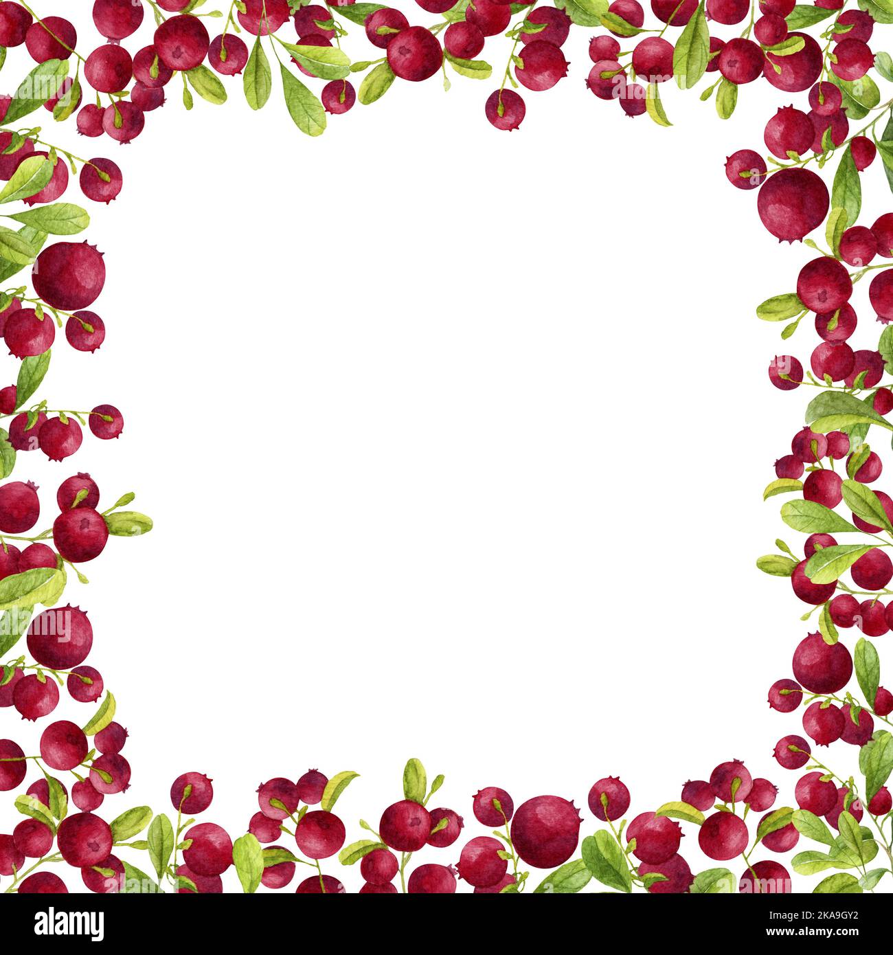 Cranberry square Frame. Watercolor hand drawn illustration with Red ...