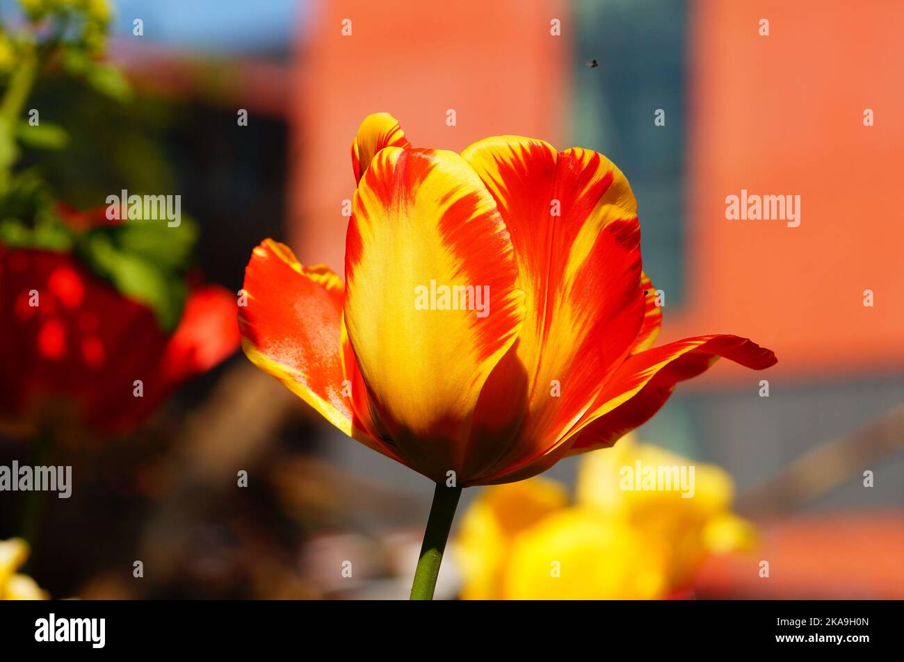 Flower of a yellow-red flamed tulip in the sunlight with a colourful ...