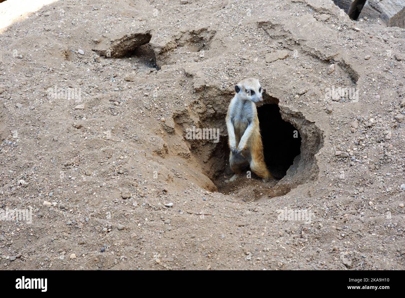 Wild Meerkat digging hole at a sandy land in nature Stock Photo - Alamy