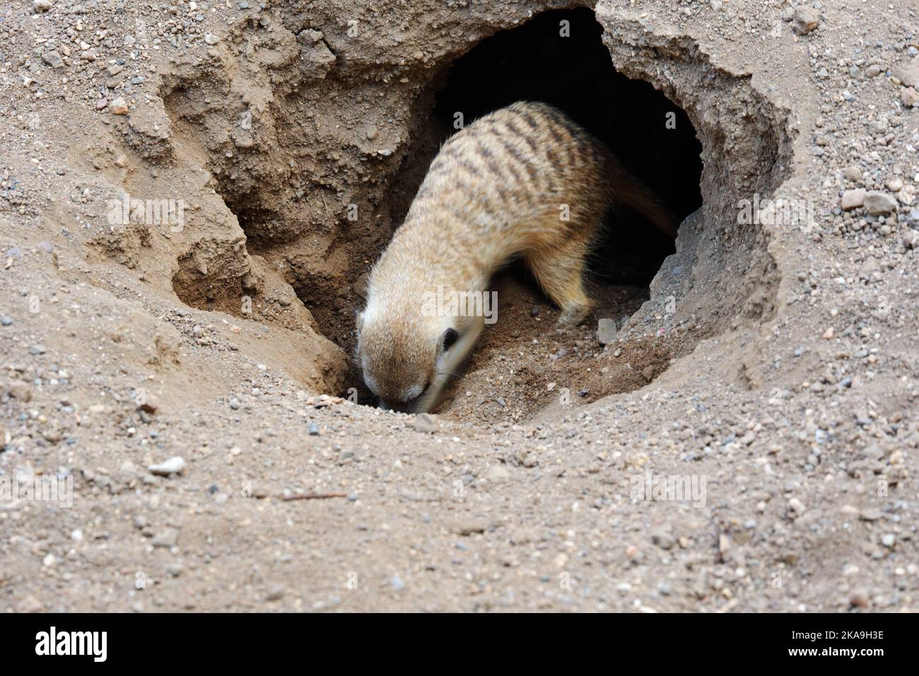 Meerkat digging in ground hi-res stock photography and images - Alamy