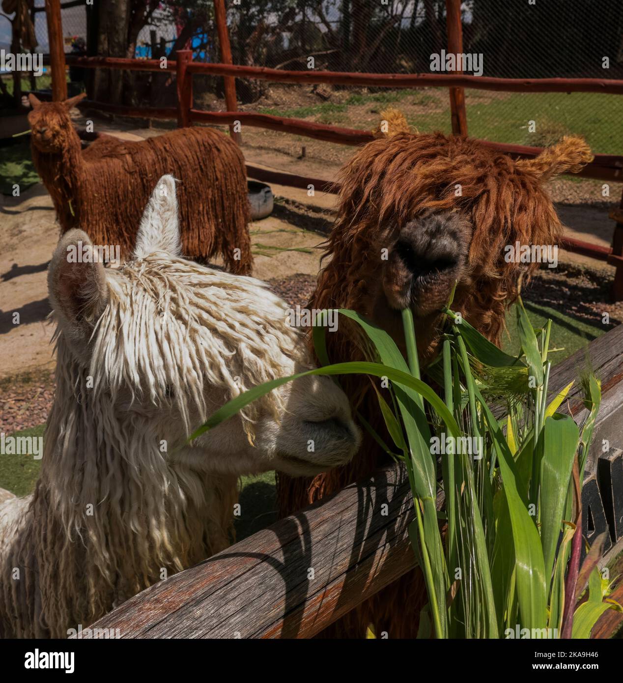 A close up of alpacas feeding in Peru Stock Photo - Alamy