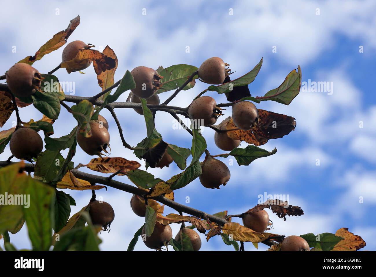 Common medlar fruit on trees, Mespilus germanica. against blue sky ...