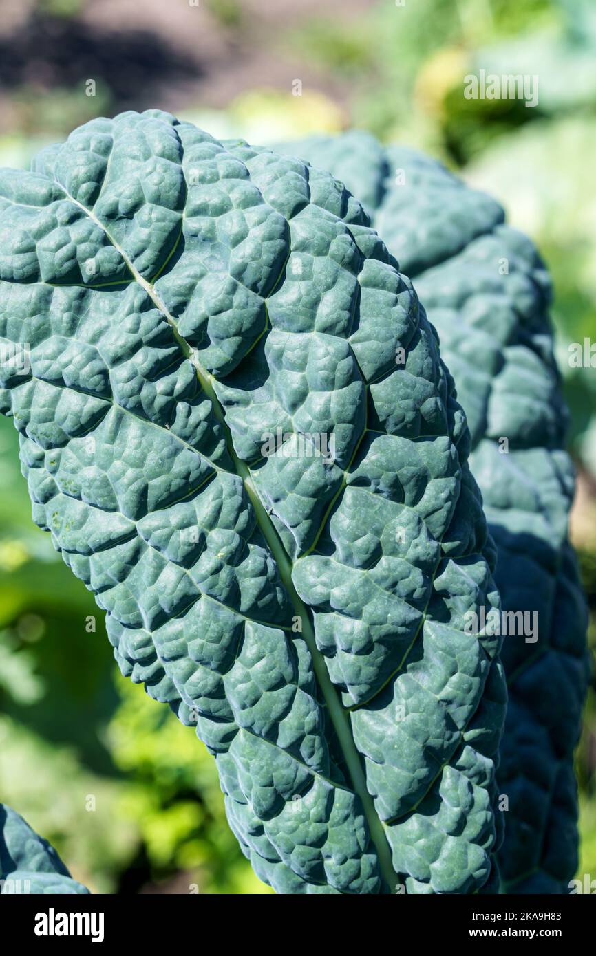 Lacinato kale hi-res stock photography and images - Alamy