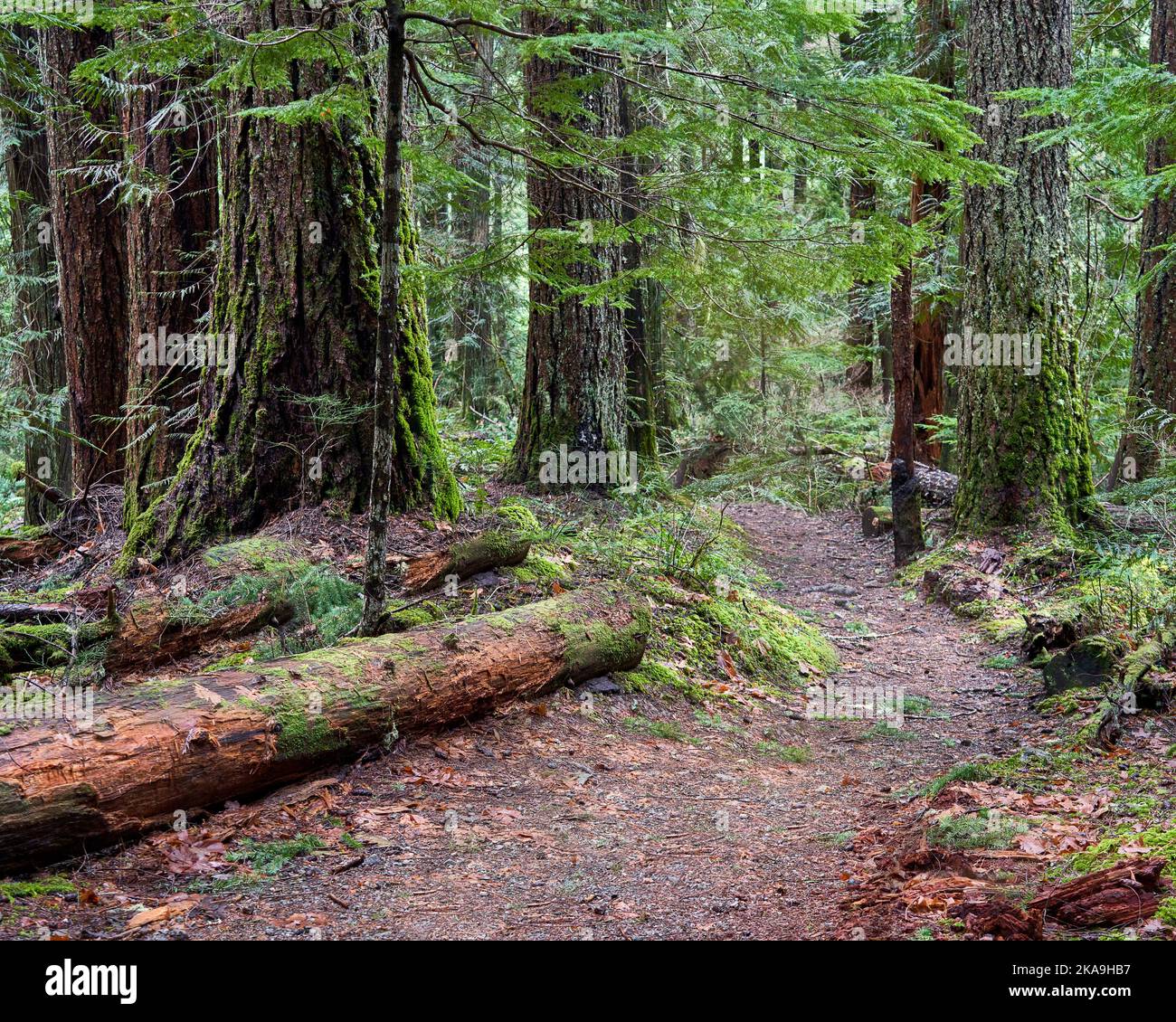 A path through the coniferous trees in a dense Pacific Northwest ...