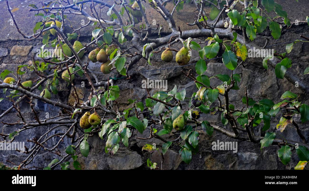 Pears ripening on pear tree early autumn, 2022. October Stock Photo - Alamy