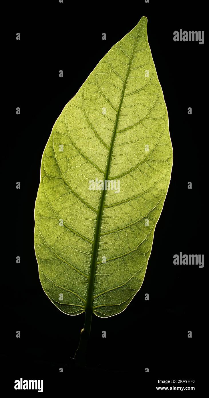 A vertical shot of a green leaf on a black background Stock Photo - Alamy