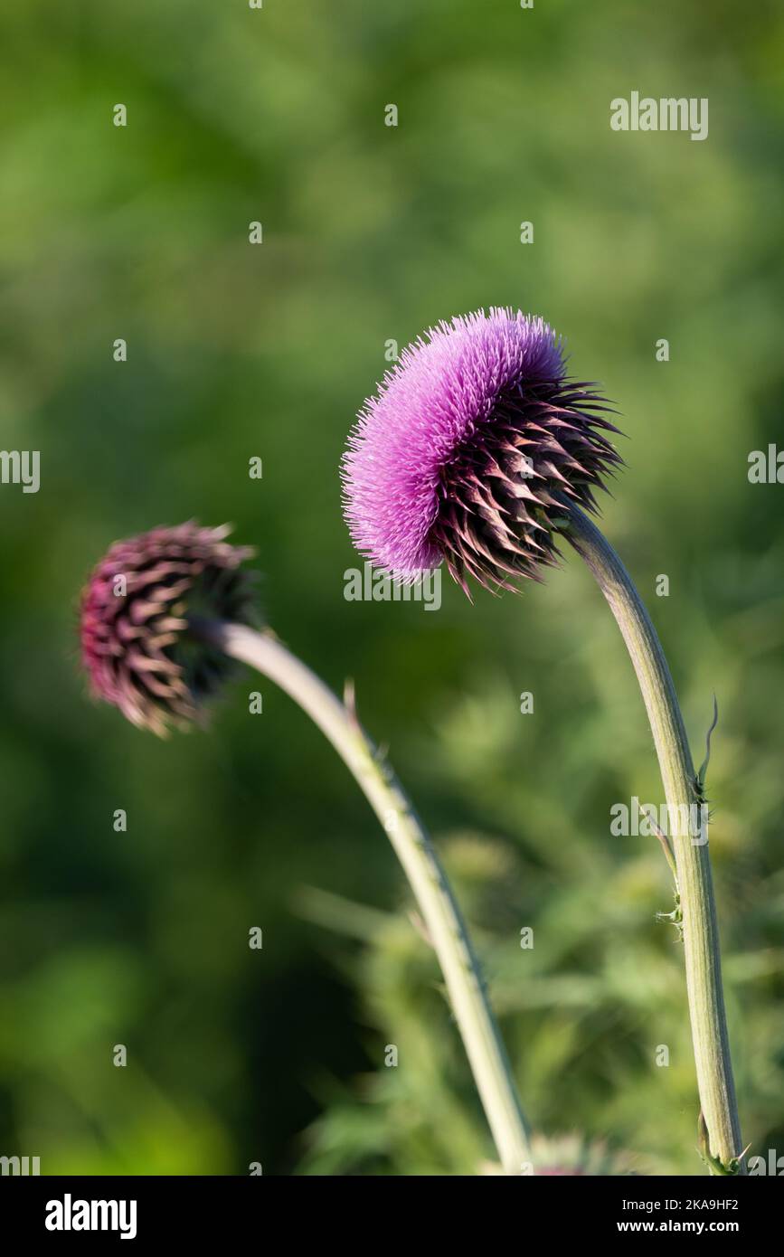 A selective focus of purple thistle plants growing against a blurry ...