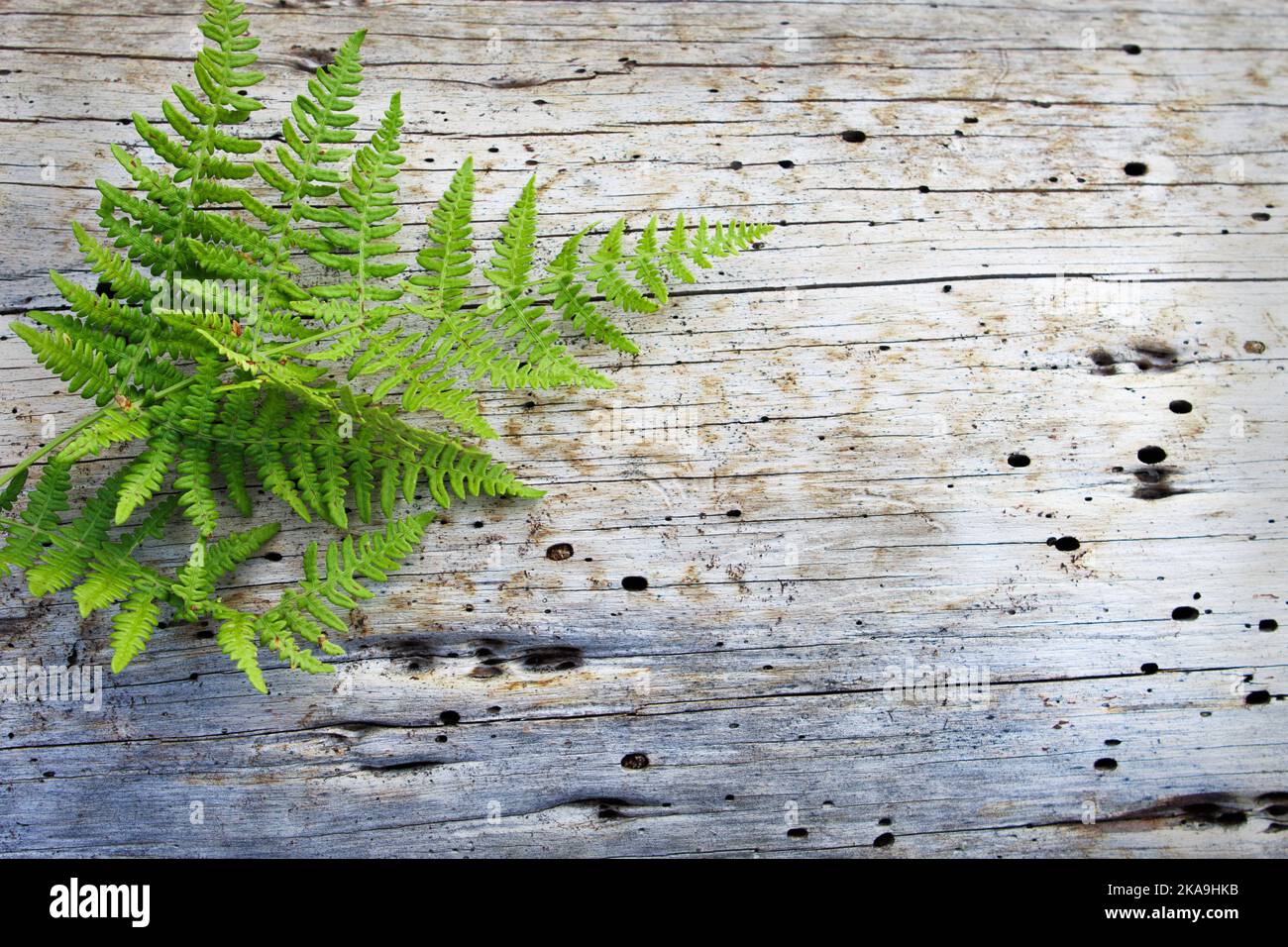 fern on a log background Stock Photo - Alamy