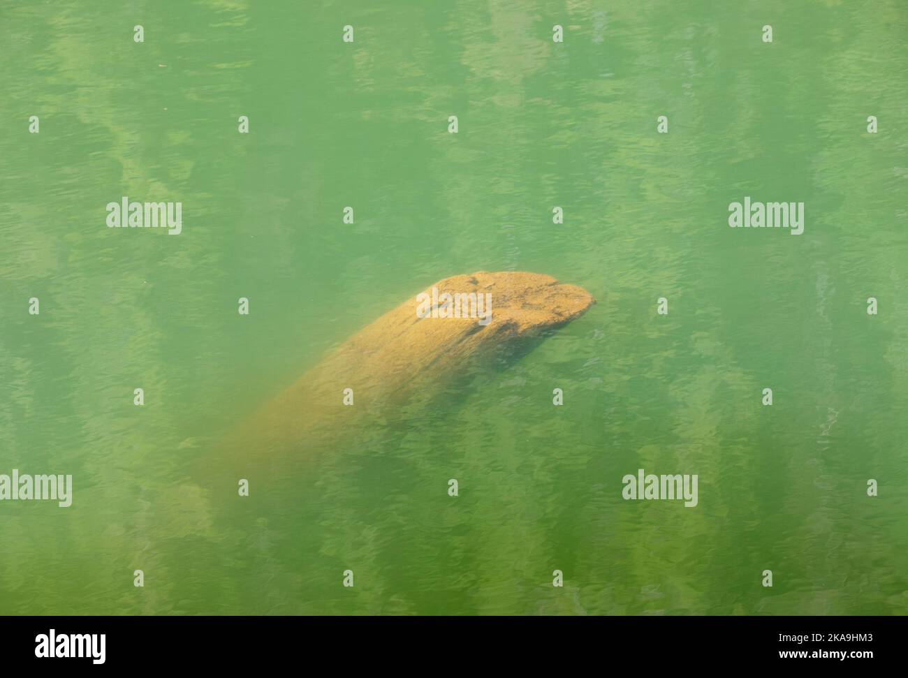 a stump under the lake water, underwater Stock Photo - Alamy