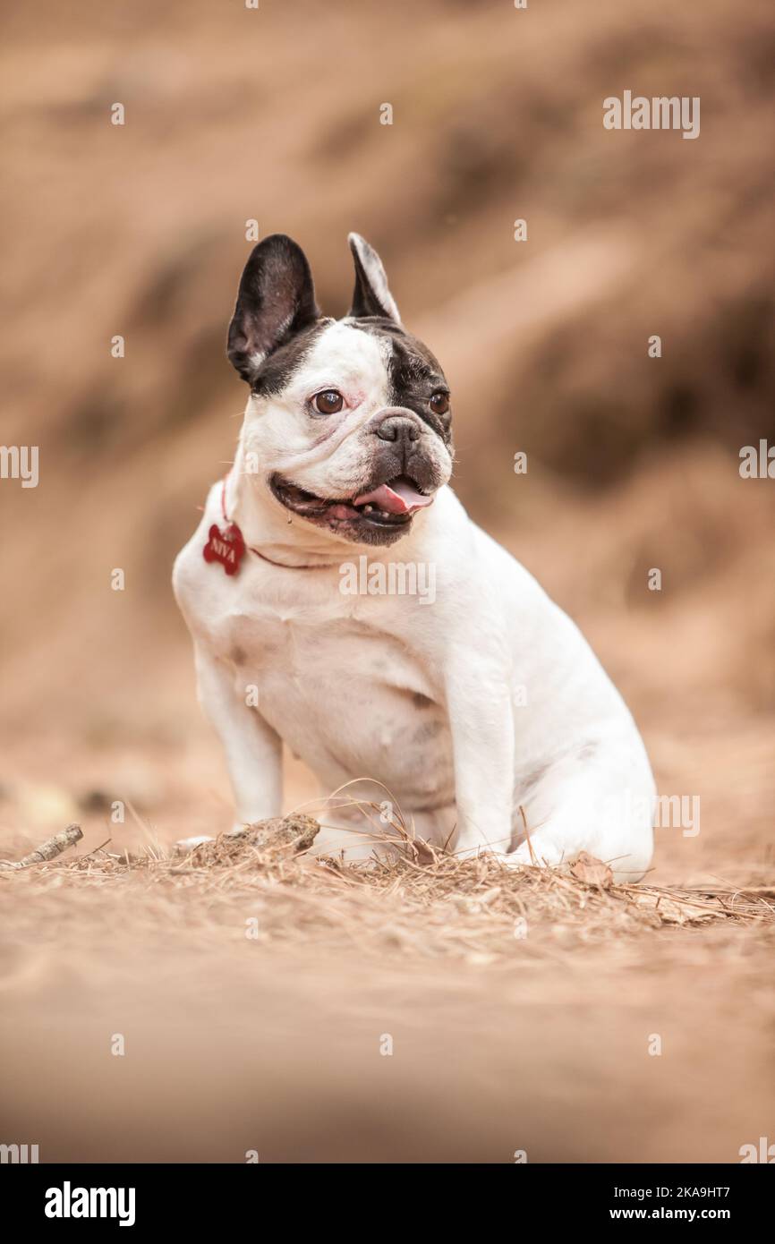 lovely French bulldog play and pose in the forest Stock Photo - Alamy
