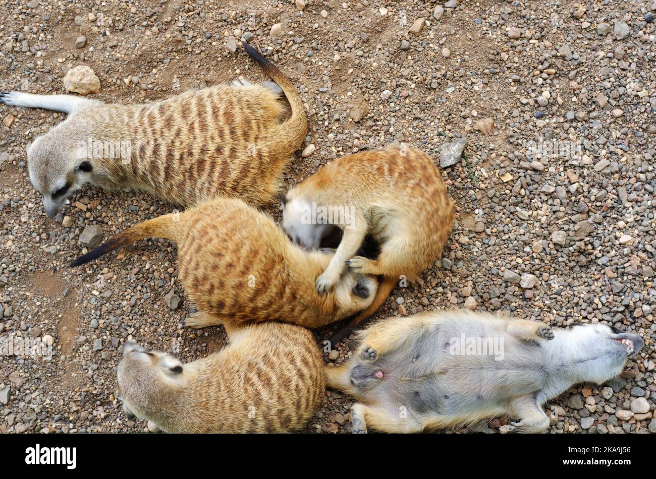 Wild Meerkat animal in nature Stock Photo - Alamy