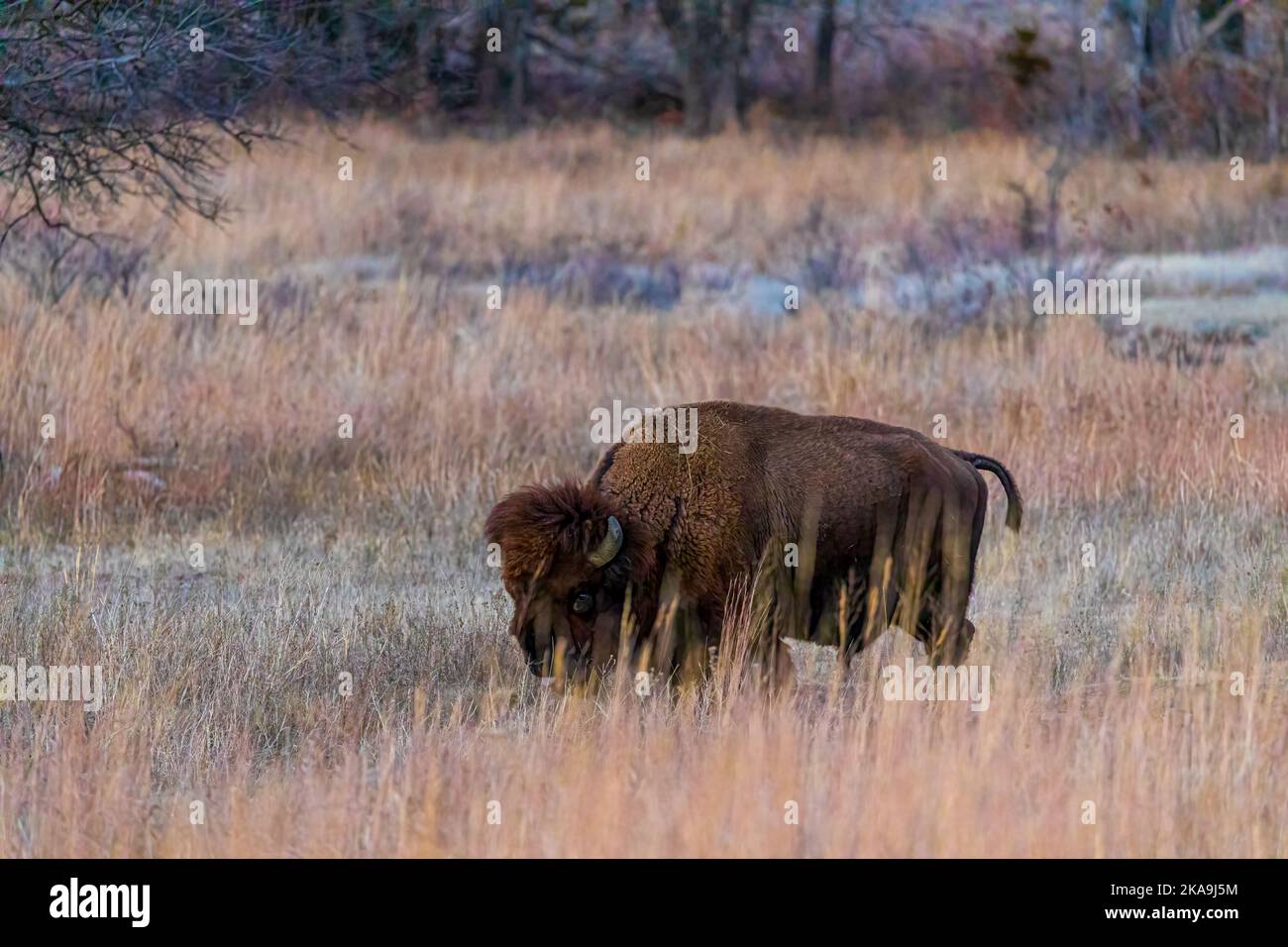 A single American bison in the field Stock Photo - Alamy