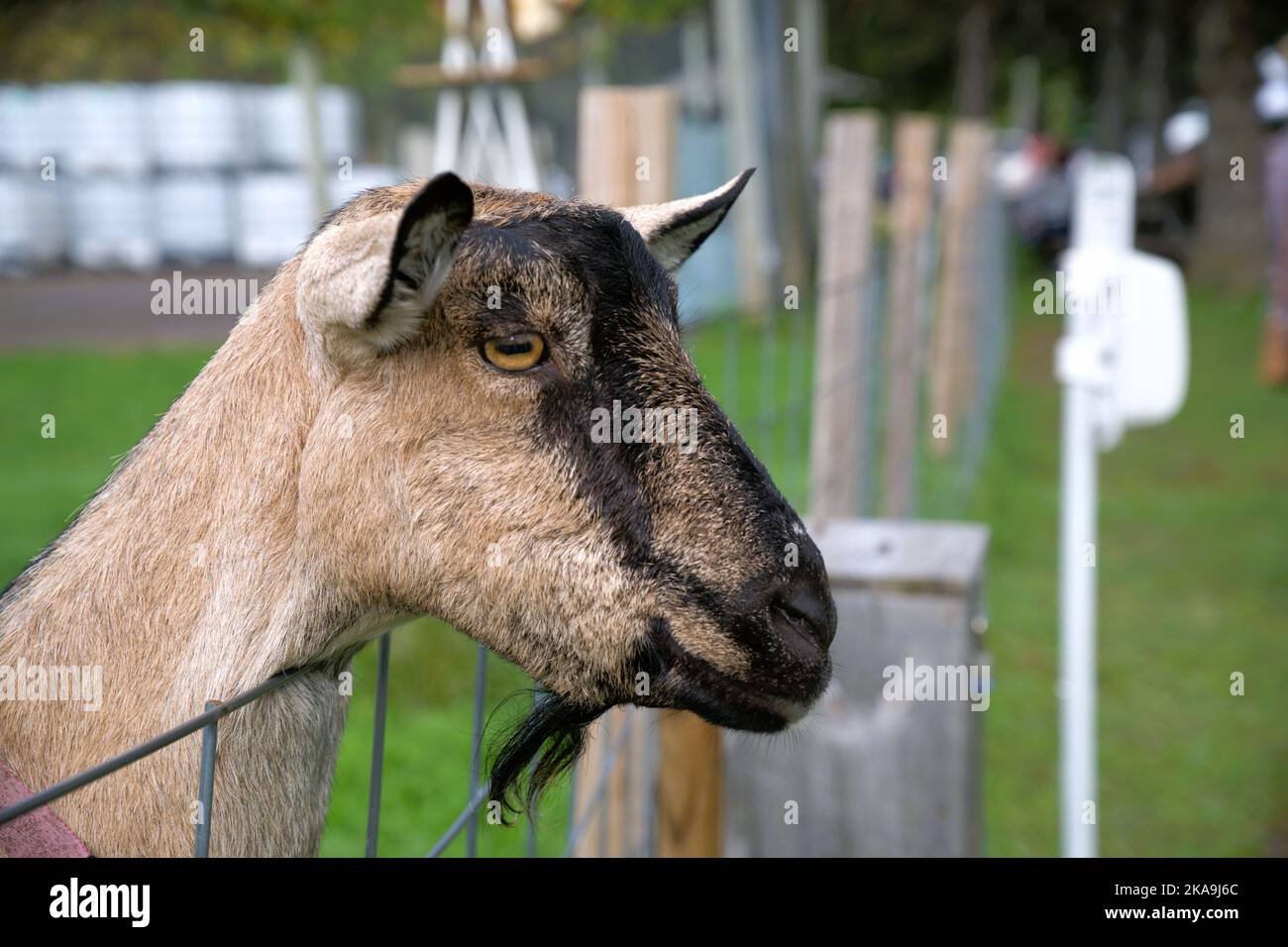 Domestic goat looking over fence hi-res stock photography and images ...