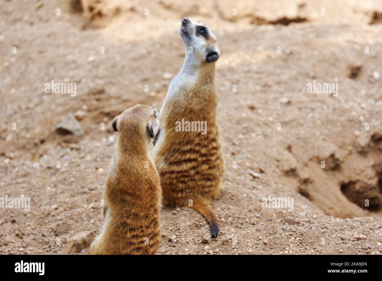 Wild Meerkat animal in nature Stock Photo - Alamy