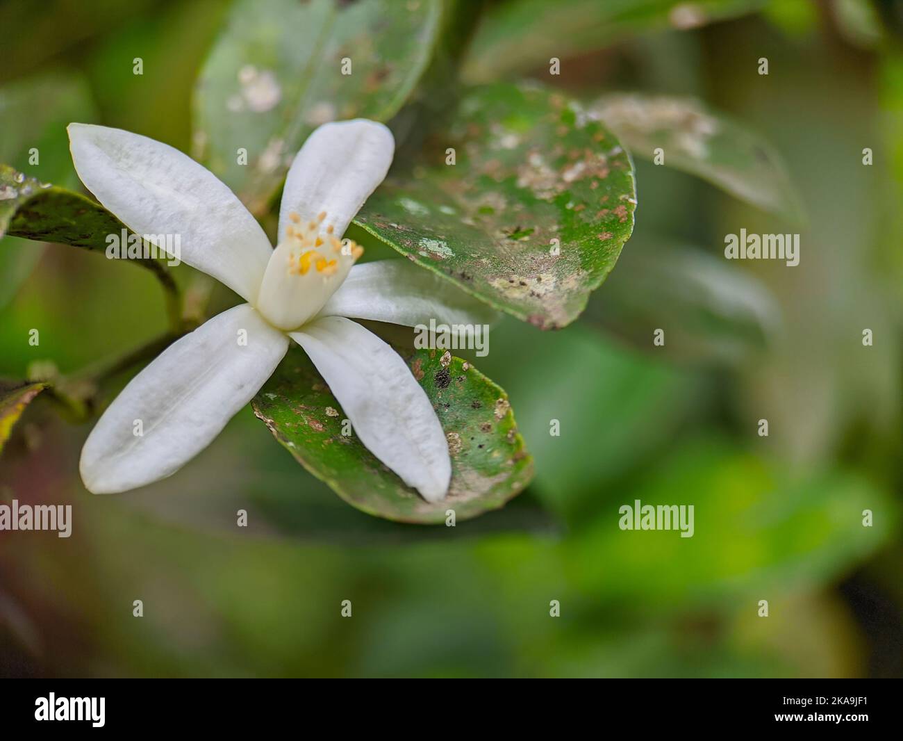 A closeup shot of a white lime flower with green leaves against a ...