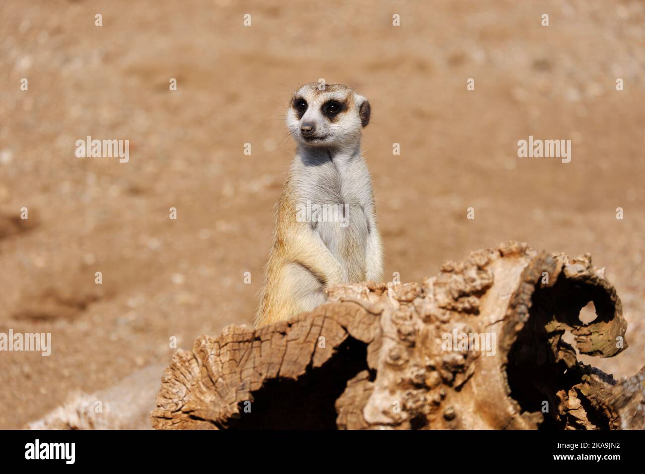 Wild Meerkat animal in nature Stock Photo - Alamy