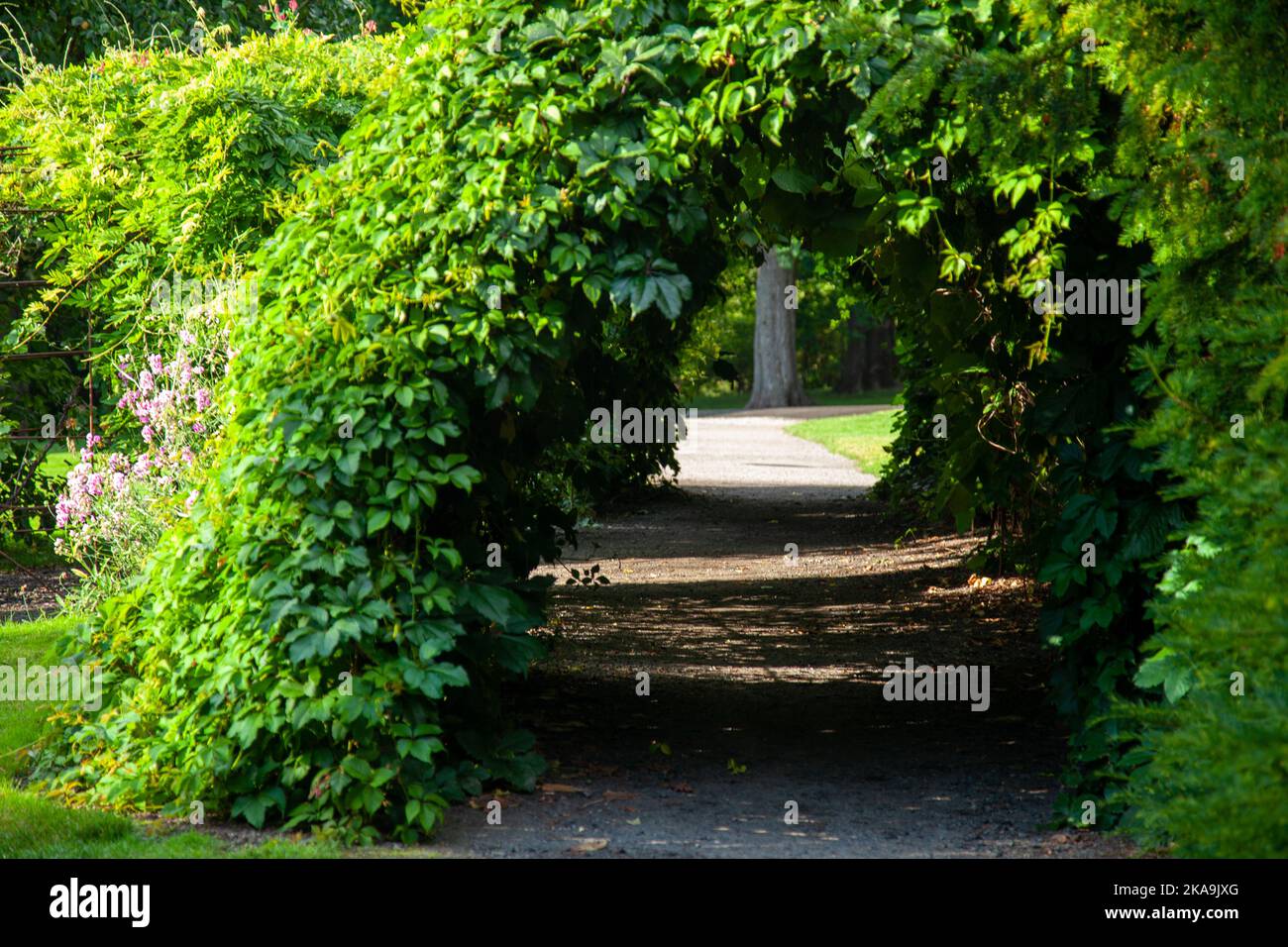 The beautiful decorative green arch in the garden Stock Photo - Alamy