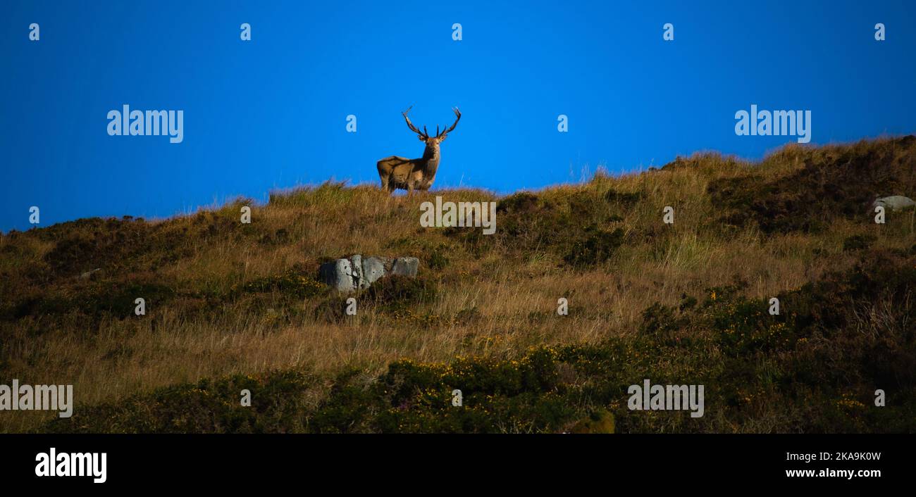 A Bactrian deer standing on a grass mountain under a clear sky Stock ...