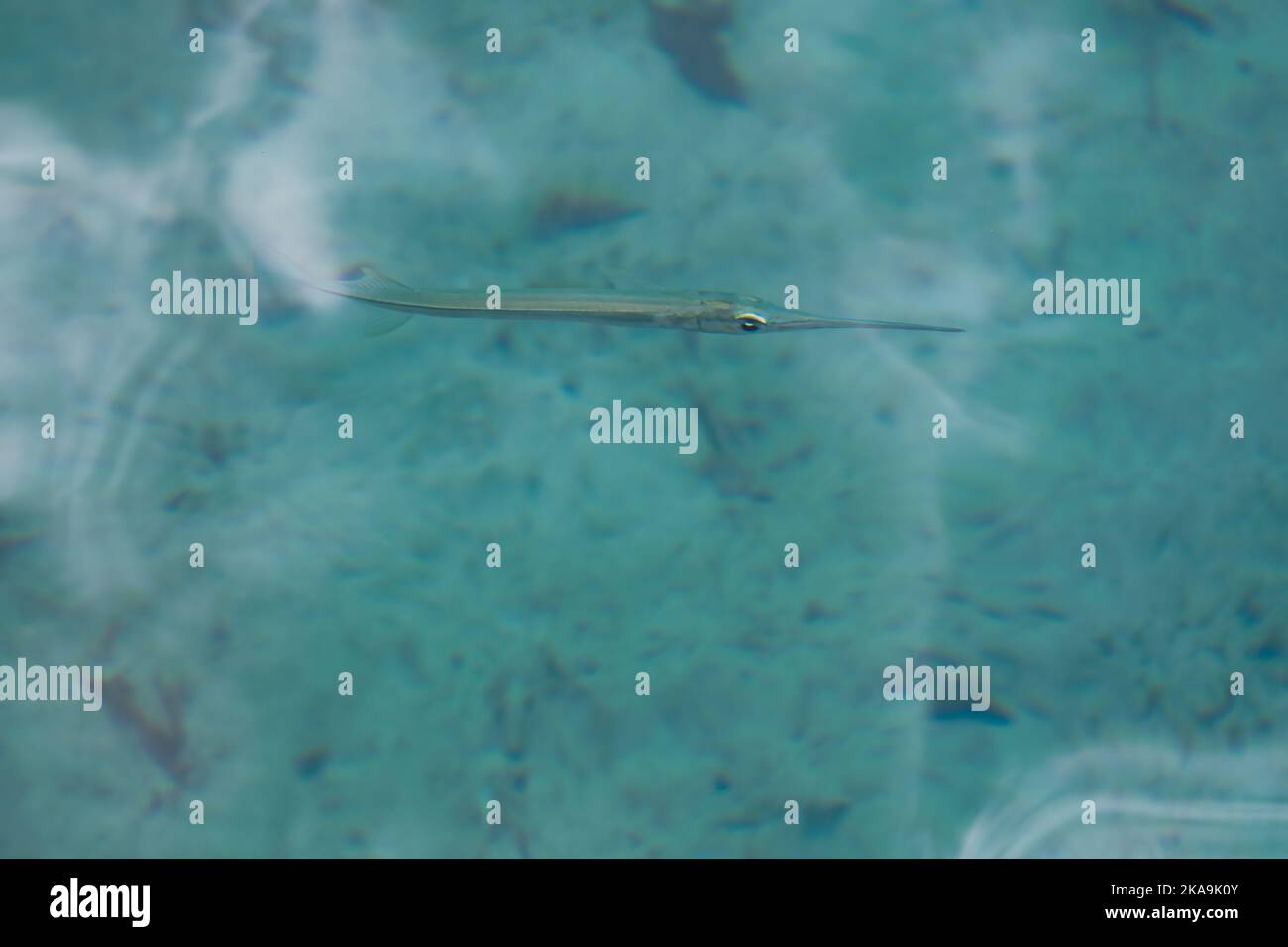 Needlefish species hi-res stock photography and images - Alamy