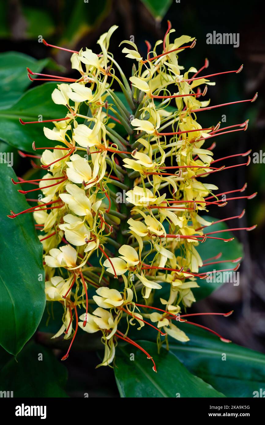 Flowering hedychium plant hi-res stock photography and images - Alamy