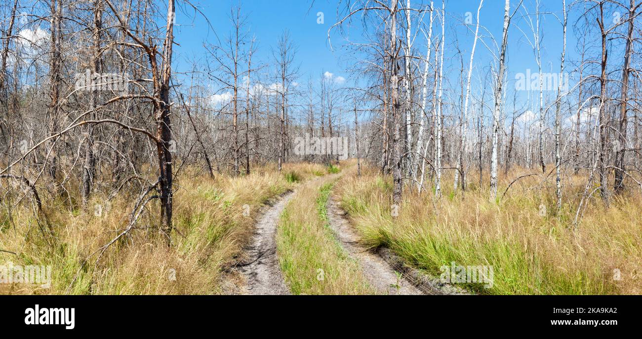 Panoramic photo of a country road passing through rows of leafless ...