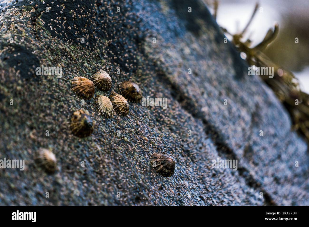 Pack of sea shells attached to a rock Stock Photo - Alamy