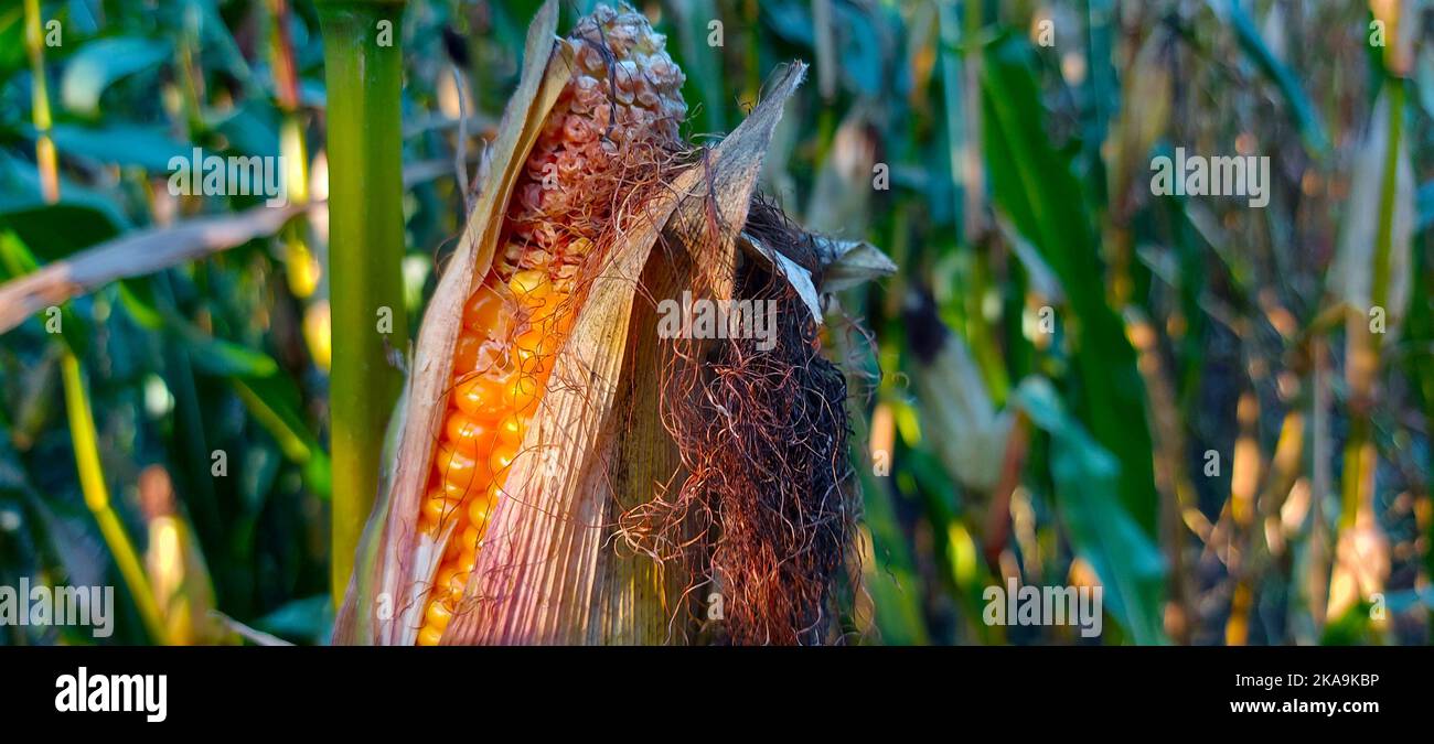 a yellow fresh piston Corn Stock Photo - Alamy