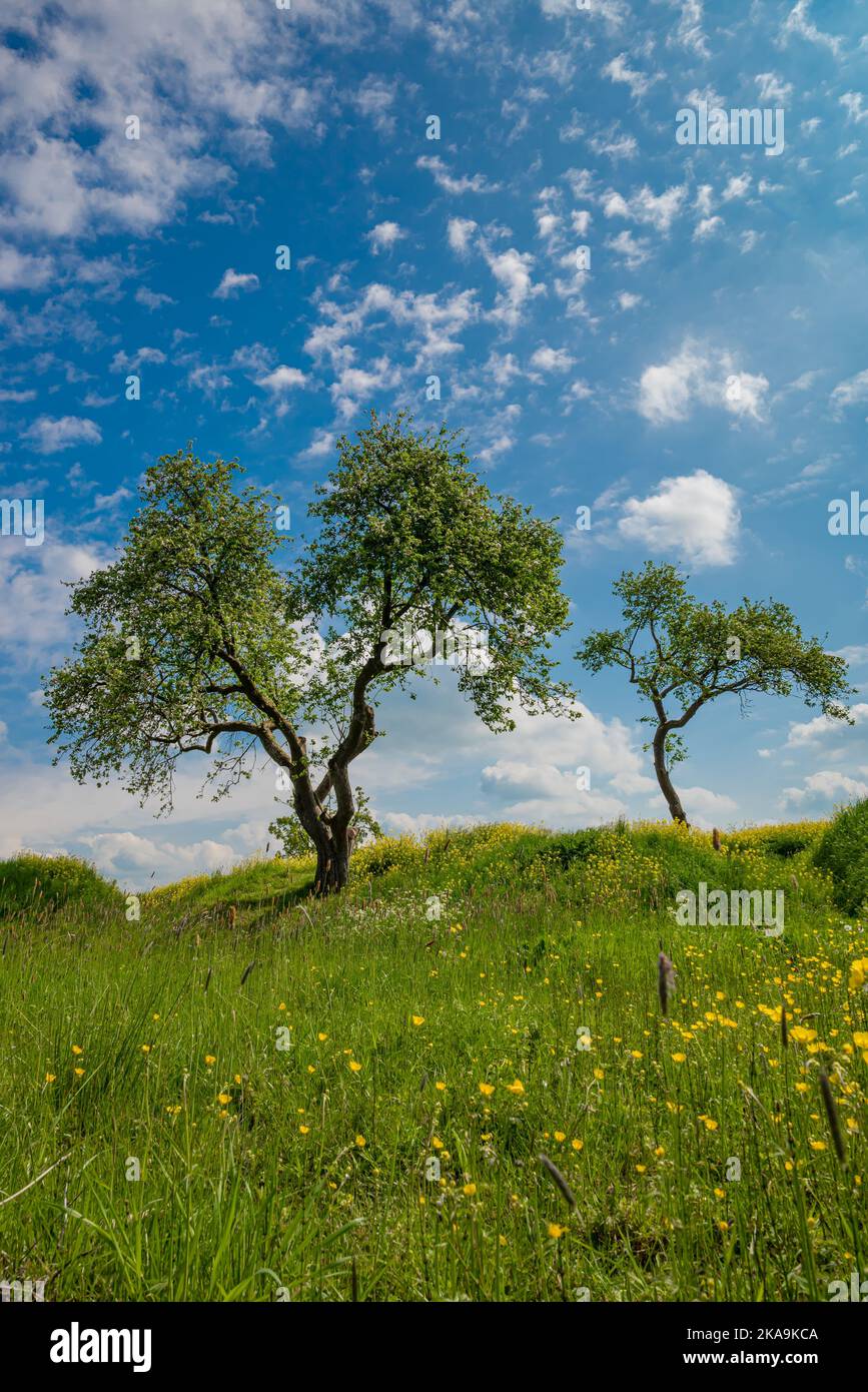 A vertical shot of a tree in a beautiful field with wildflowers Stock ...