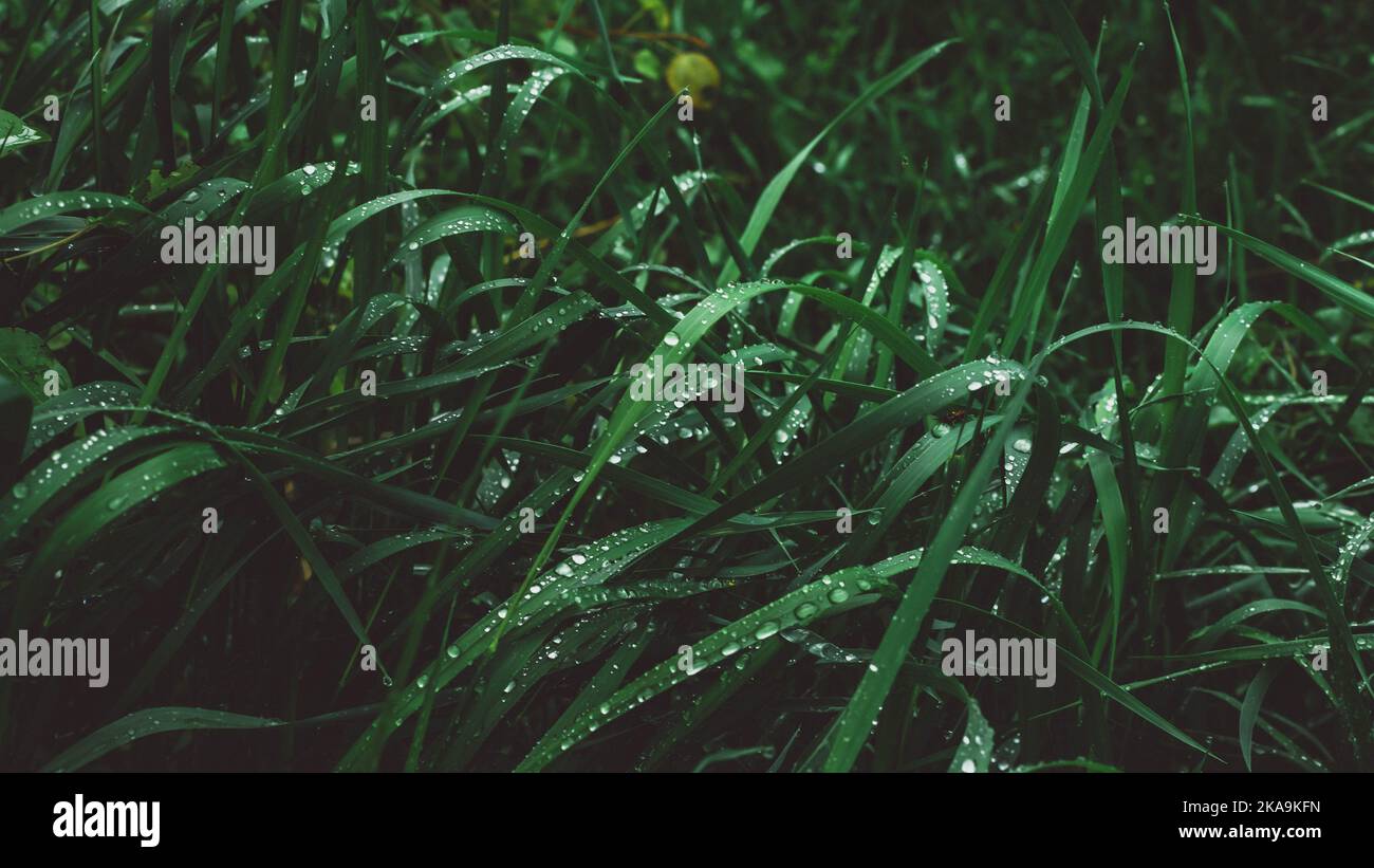 Background green grass rain hi-res stock photography and images - Alamy