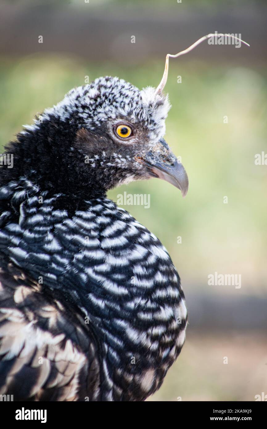 A vertical, side view of a horned screamer bird isolated on a blurred ...